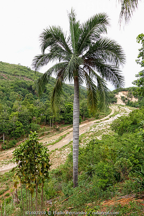 Stock photo of Palmiste marron (Pseudophoenix lediniana) palm tree in ...