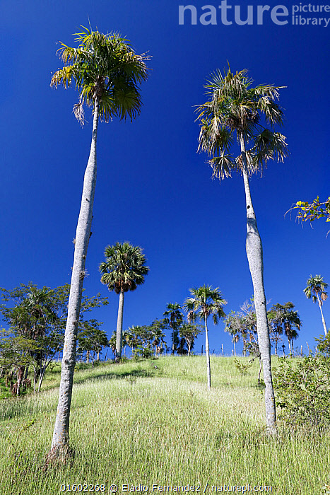 Stock photo of Guano palm (Coccothrinax fragrans) trees, Hispaniola ...