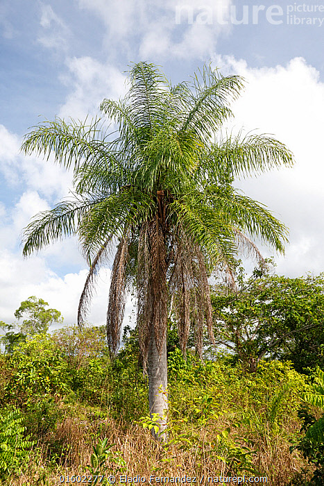 Stock photo of Grugru palm (Acrocomia aculeata) tree, Hispaniola ...