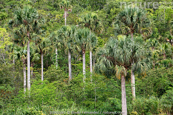 Stock photo of Hispaniola palmetto (Sabal domingensis) trees ...