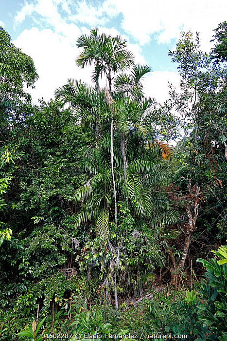 Stock photo of Coco macaque (Bactris plumeriana) in tropical forest ...
