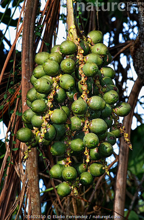 Stock photo of Giant windowpane palm (Reinhardtia paiewonskiana) fruits ...