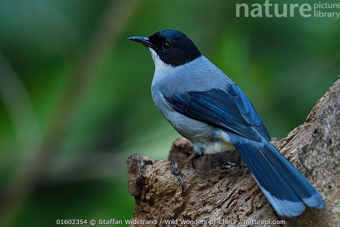 Stock photo of Black-headed sibia (Heterophasia melanoleuca) perched on a tree trunk in ...