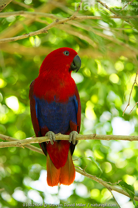 Female eclectus store