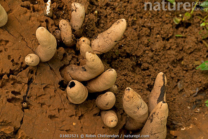 Stock photo of Dead man's finger fungus (Xylaria polymorpha), Sri Lanka ...
