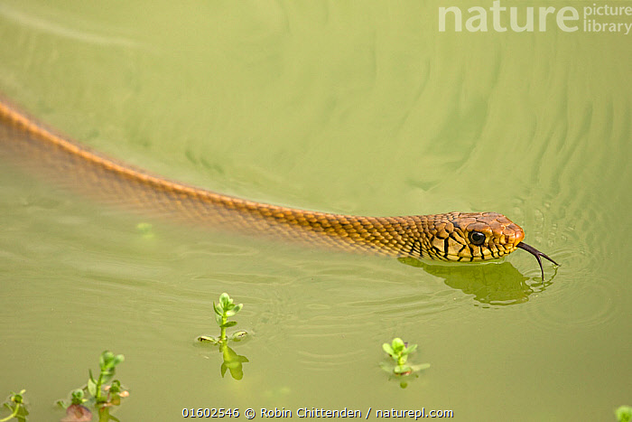 Stock photo of Oriental rat snake (Ptyas mucosa) swimming, Sri Lanka ...