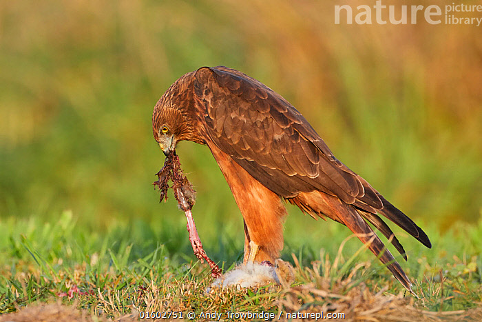 Stock photo of Swamp harrier (Circus approximans) feeding on rabbit ...