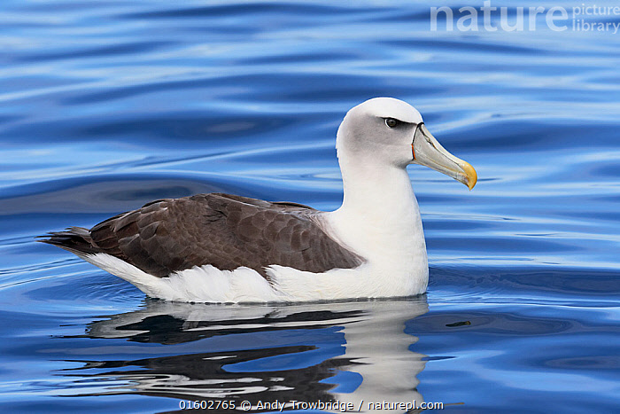 Stock photo of White-capped Albatross (Thalassarche steadi) sitting on ...