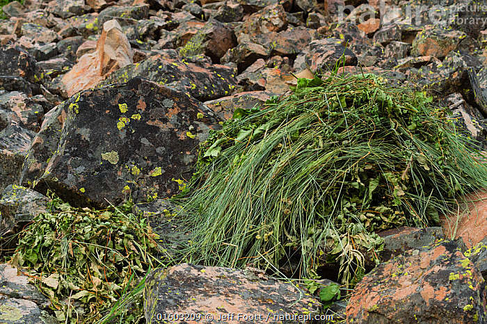 Stock photo of Pika (Ochotona princeps) carrying Hay Pile, in Bridger ...
