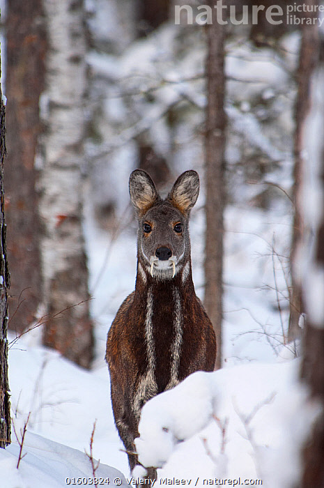 Stock photo of Siberia,n musk deer (Moschus moschiferus) in snowy ...