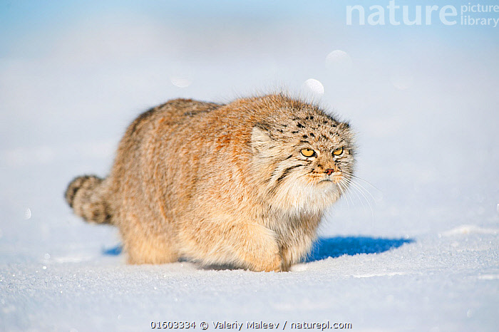 Stock photo of Pallas's cat (Otocolobus manul) walking in snow, Gobi ...