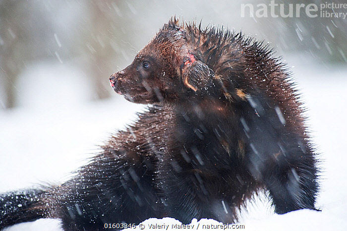 Stock photo of Wolverine (Gulo gulo) in snow, Finland. April ...