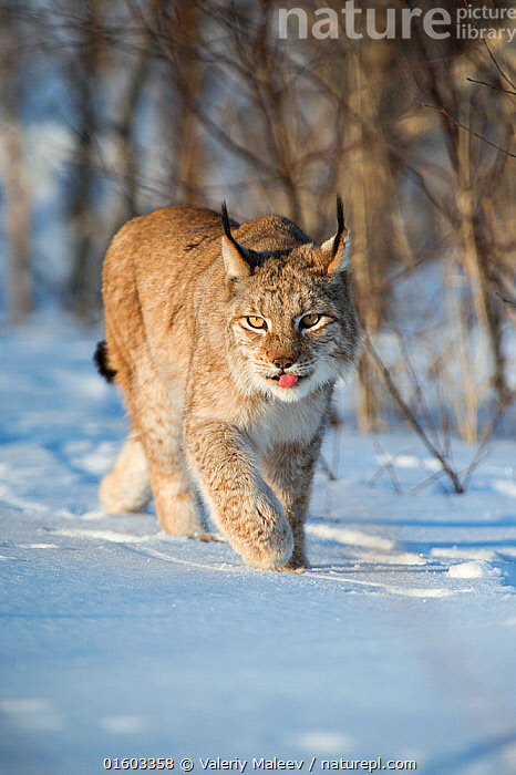 Stock photo of Eurasian lynx (Lynx lynx) walking in snow, Yaroslavl ...