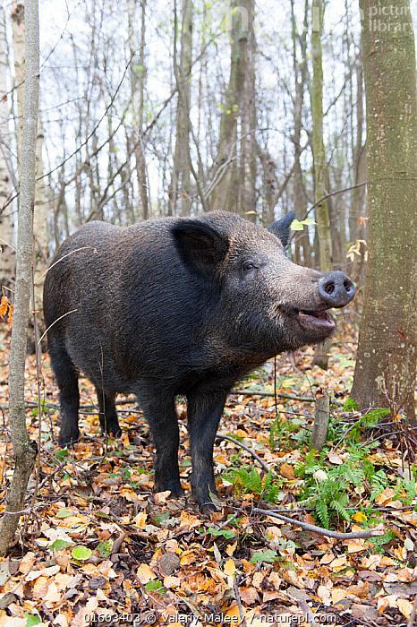 Stock photo of Wild boar (Sus scrofa) Irkutsk, Siberia, Russia. October ...