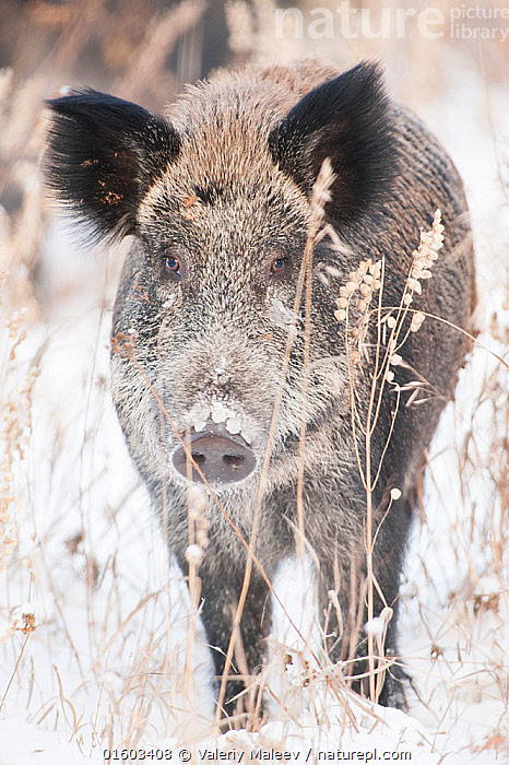Stock photo of Wild boar (Sus scrofa) Irkutsk, Siberia, Russia ...