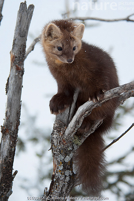 Stock photo of Sable (Martes zibellina) in tree, Irkutsk, Siberia ...