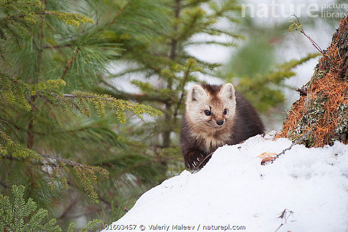Stock photo of Sable (Martes zibellina) Irkutsk, Siberia, Russia. March ...