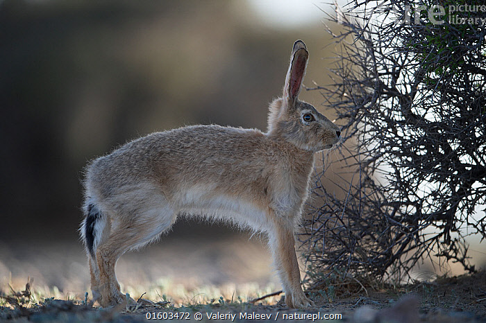 Stock photo of Tolai hare (Lepus tolai) stretching, Gobi Desert ...