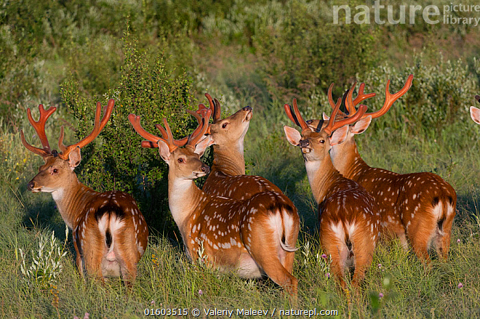 Stock photo of Sika deer (Cervus nippon) stags with antlers in velvet ...