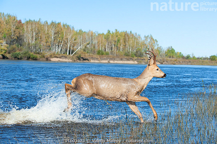 Stock photo of Siberian roe deer (Capreolus pygargus) buck crossing ...