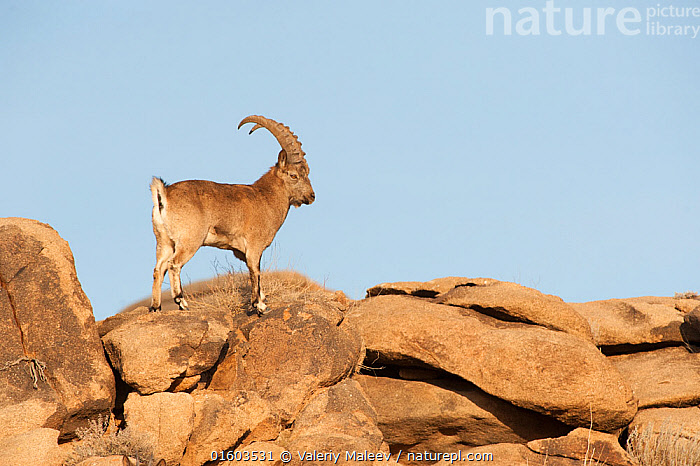 Stock photo of Siberian ibex (Capra sibirica) Altai Mountains, Gobi ...