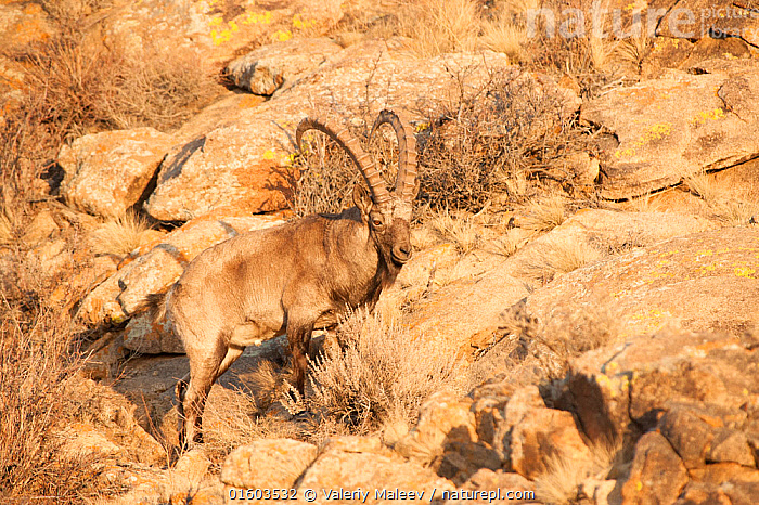 Stock photo of Siberian ibex (Capra sibirica) male, Altai Mountains ...