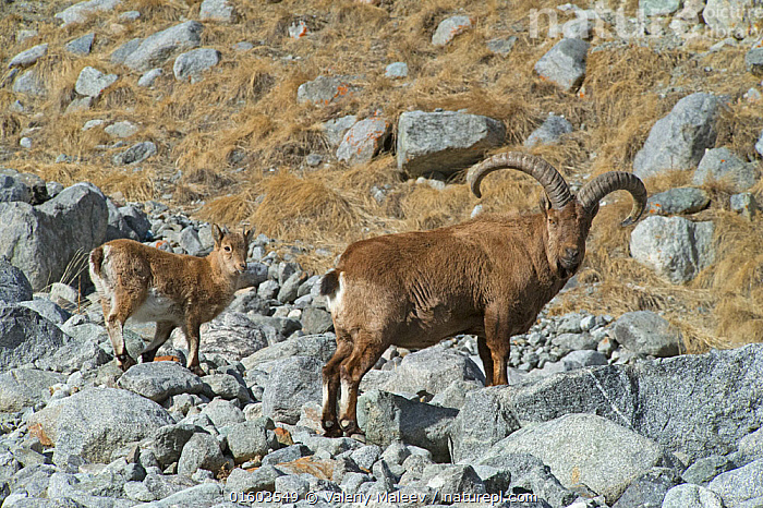 Stock photo of East Caucasian tur (Capra cylindricornis) Caucasus ...