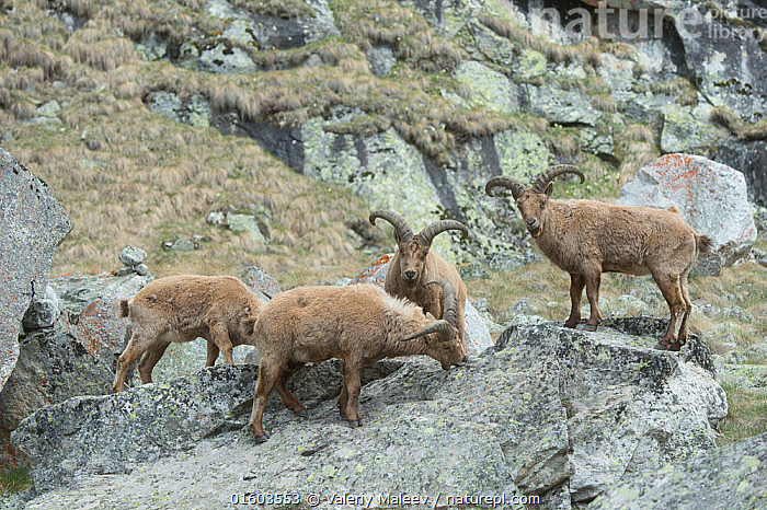 Stock photo of East Caucasian tur (Capra cylindricornis) Caucasus ...