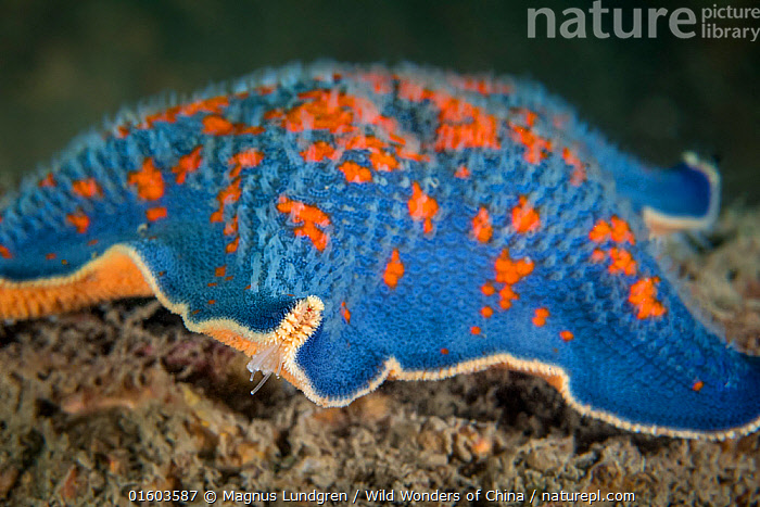 Stock photo of Blue bat star (Patiria pectinifera) with eye spot on arm ...