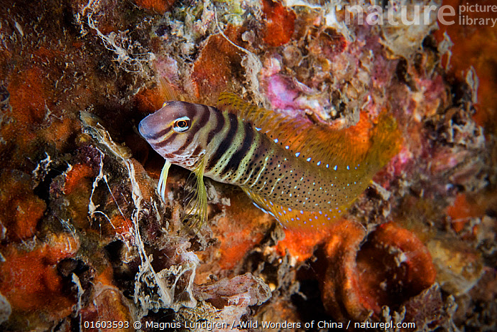 Stock photo of Combtooth blenny (Omobranchus elegans) in Bohai Sea ...