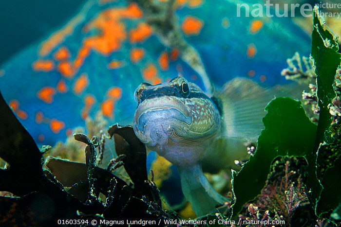 Stock photo of Chameleon goby (Tridentiger trigonocephalus) with Blue ...
