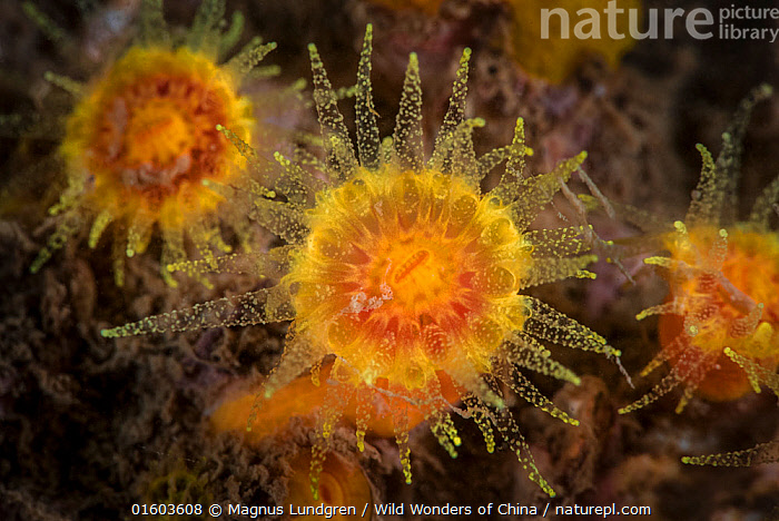 Stock photo of Sun / Tube coral (Tubastraea sp) with tentacles extended ...