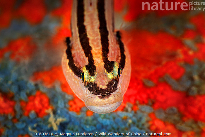 Stock photo of Chameleon goby (Tridentiger trigonocephalus) from above ...