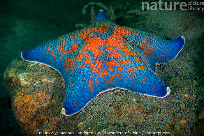 Stock photo of Blue bat star (Patiria pectinifera) on rock. Zhifu ...