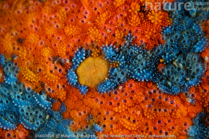 Stock photo of Blue bat star (Patiria pectinifera) close-up from above ...