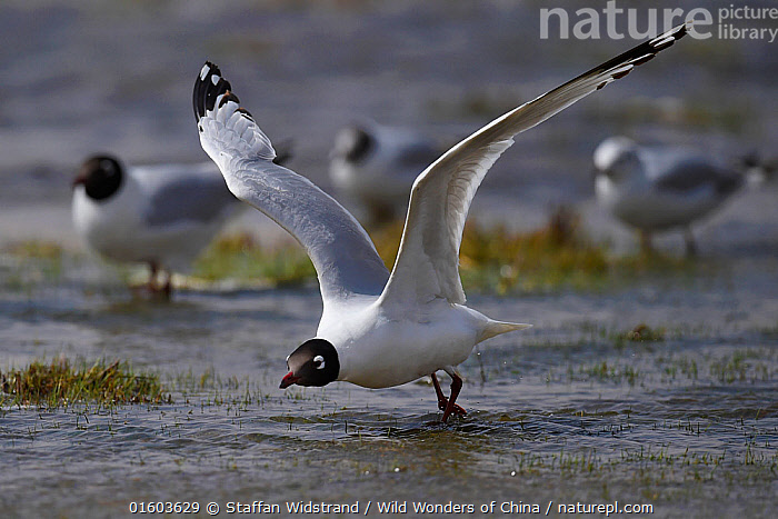 Stock photo of Relict / Central Asian Gulls (Larus or Ichthyaetus ...