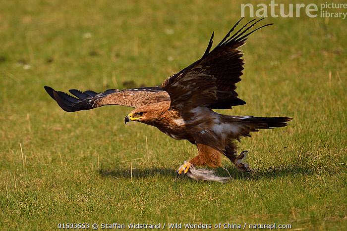 Stock photo of Steppe Eagle (Aquila nipalensis) scavenging on a dead ...