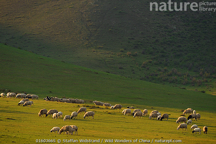 Asian Steppe Stock Photo Of Sheep Grazing, Bayanbulagu Gatcha,