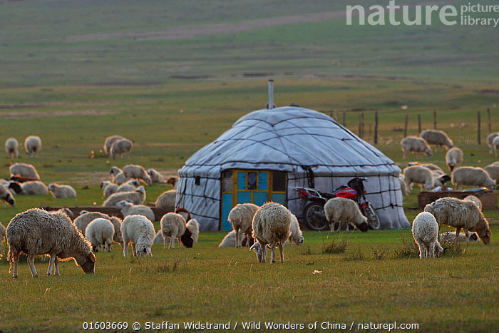 Stock photo of Mongolian Shepherd's tent or Yurt and grazing sheep ...