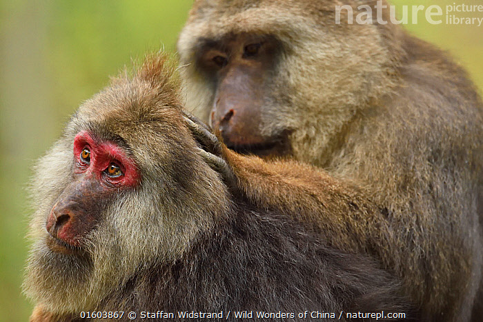 Stock photo of Tibetan macaque (Macaca thibetana) male grooming female ...