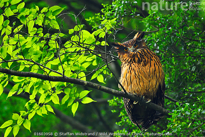Stock photo of Brown fish owl (Bubo or Ketupa flavipes) sitting on a ...