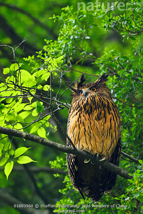 Stock photo of Brown fish owl (Bubo or Ketupa flavipes) sitting on a ...