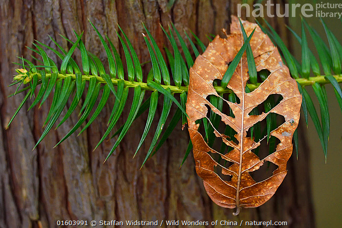 Stock photo of Chinese fir (Cunninghamia lanceolata) with a dry ...