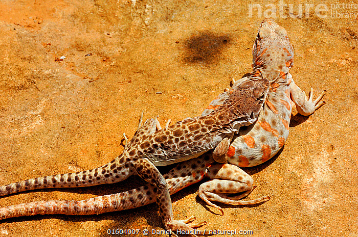 Stock photo of Long-nosed leopard lizard (Gambelia wislizenii) pair ...