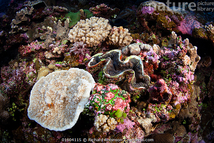 Stock photo of Giant Clam (Tridacna sp.) at North Minerva Reef / Teleki ...
