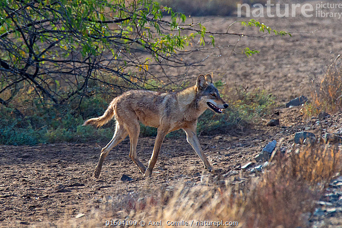 Stock photo of Indian wolf?anis lupus pallipes), walking, Gujarat ...