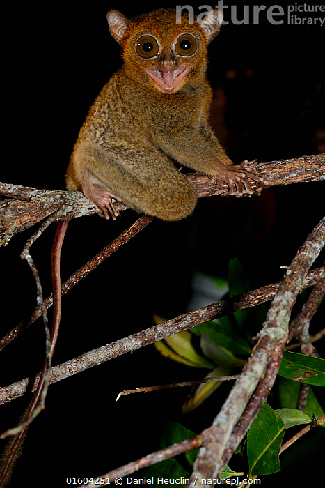 Stock photo of Horsfield's tarsier / Western tarsier ( Tarsius bancanus ...