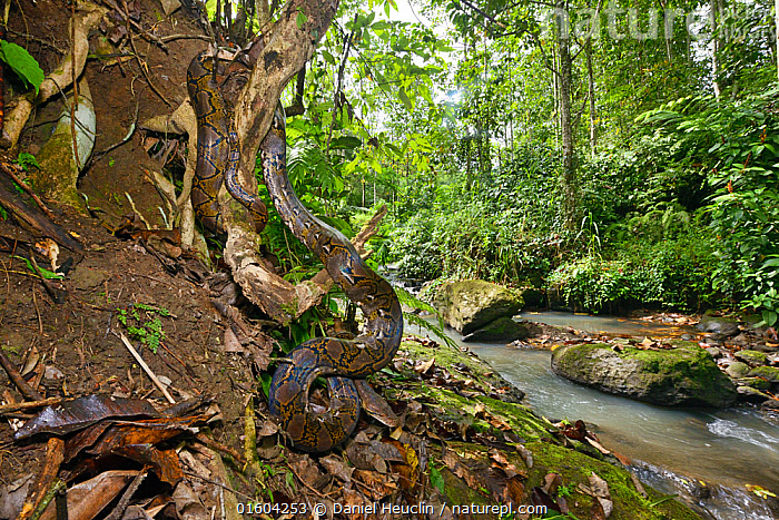 Stock photo of Reticulated python (Malayopython reticulatus) Sulawesi ...