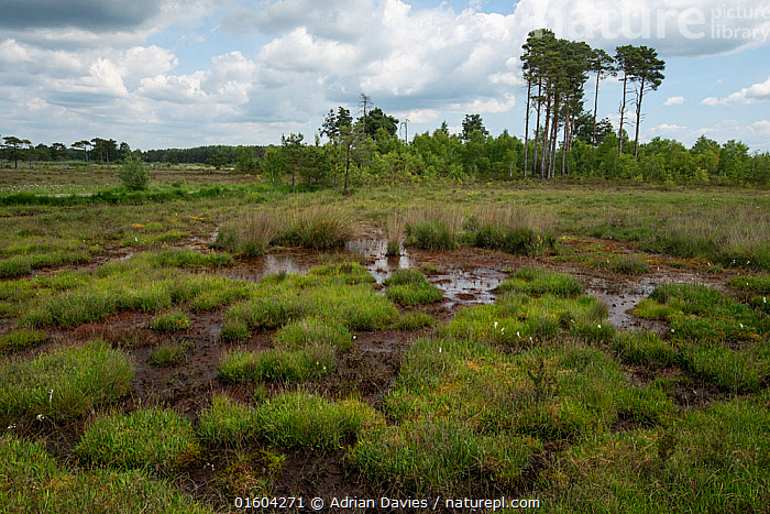 Stock photo of Lowland peat bog with deciduous and pine woodland in ...