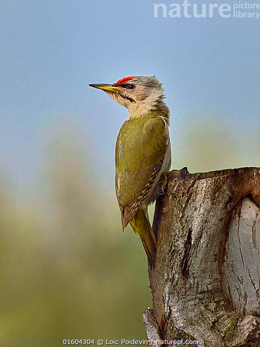 Stock photo of Grey-headed woodpecker (Picus canus) male perched on ...